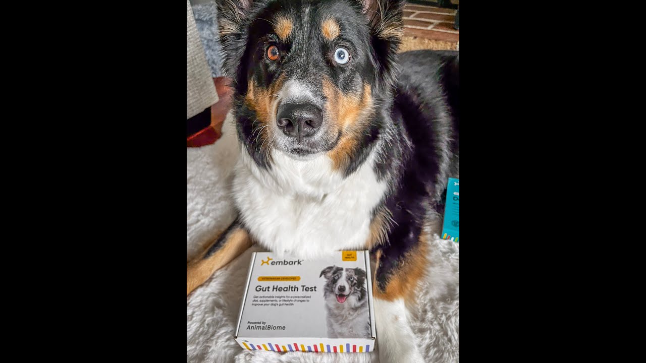 Embark Gut Health Test Demo With Love, Me Embark Product Review - YouTube