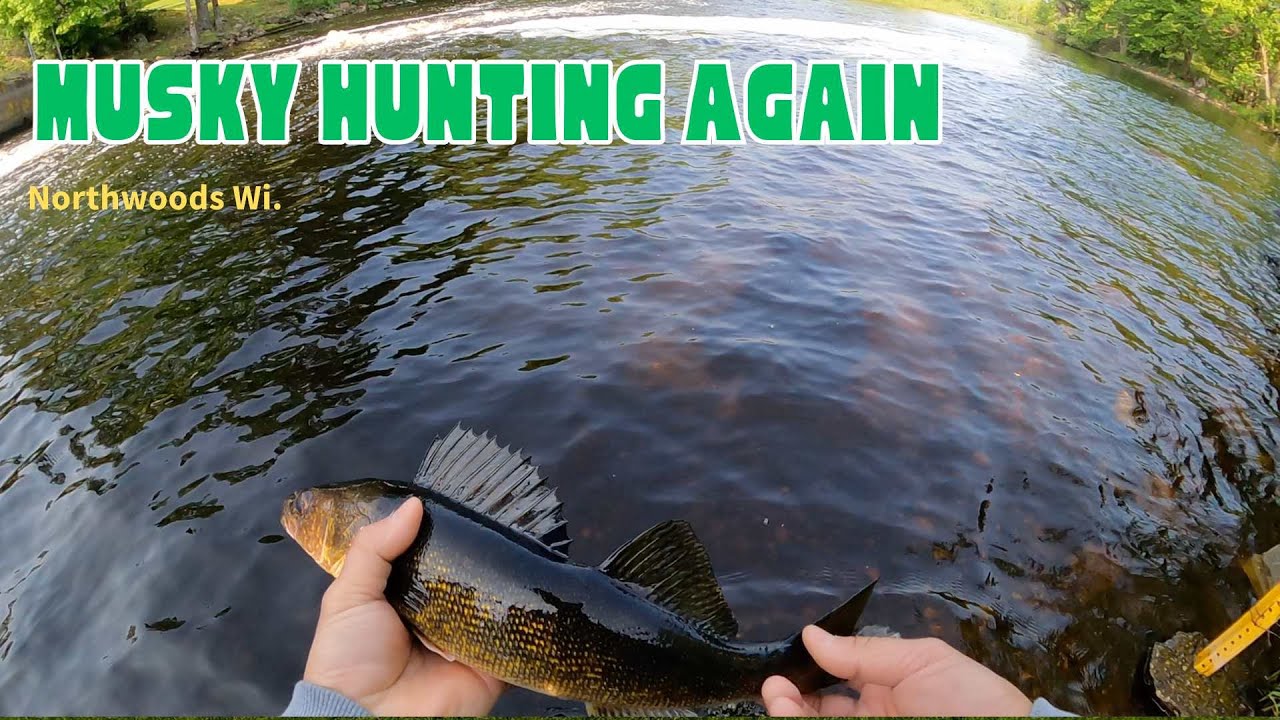 Summer Musky hunting, north woods Wisconsin. - YouTube