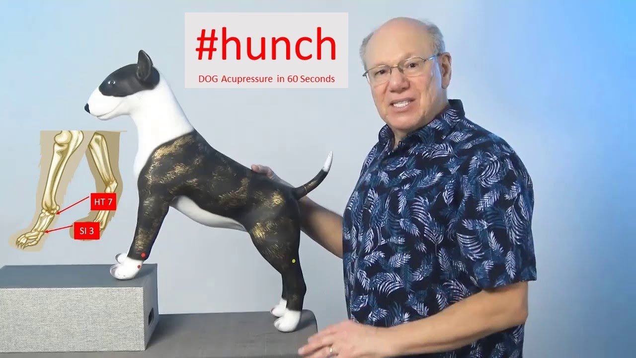 #hunch - DOG Acupressure in 60 Seconds - YouTube
