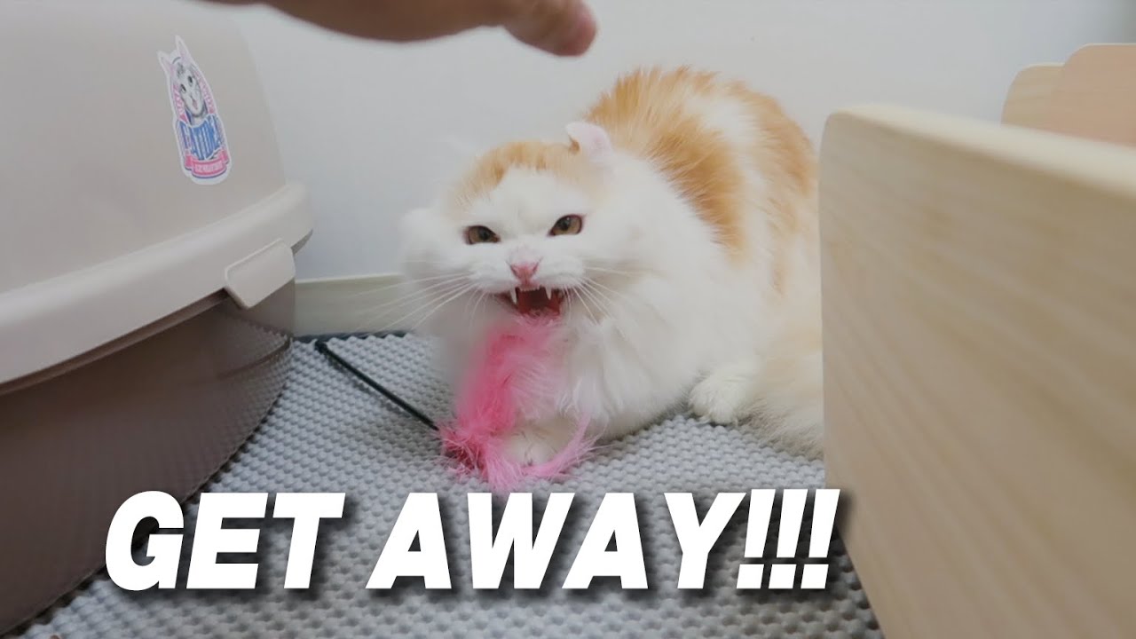 The Moment My Kitty Turns Into a BEAST│Warning! What a fright!😨😨😨 - YouTube