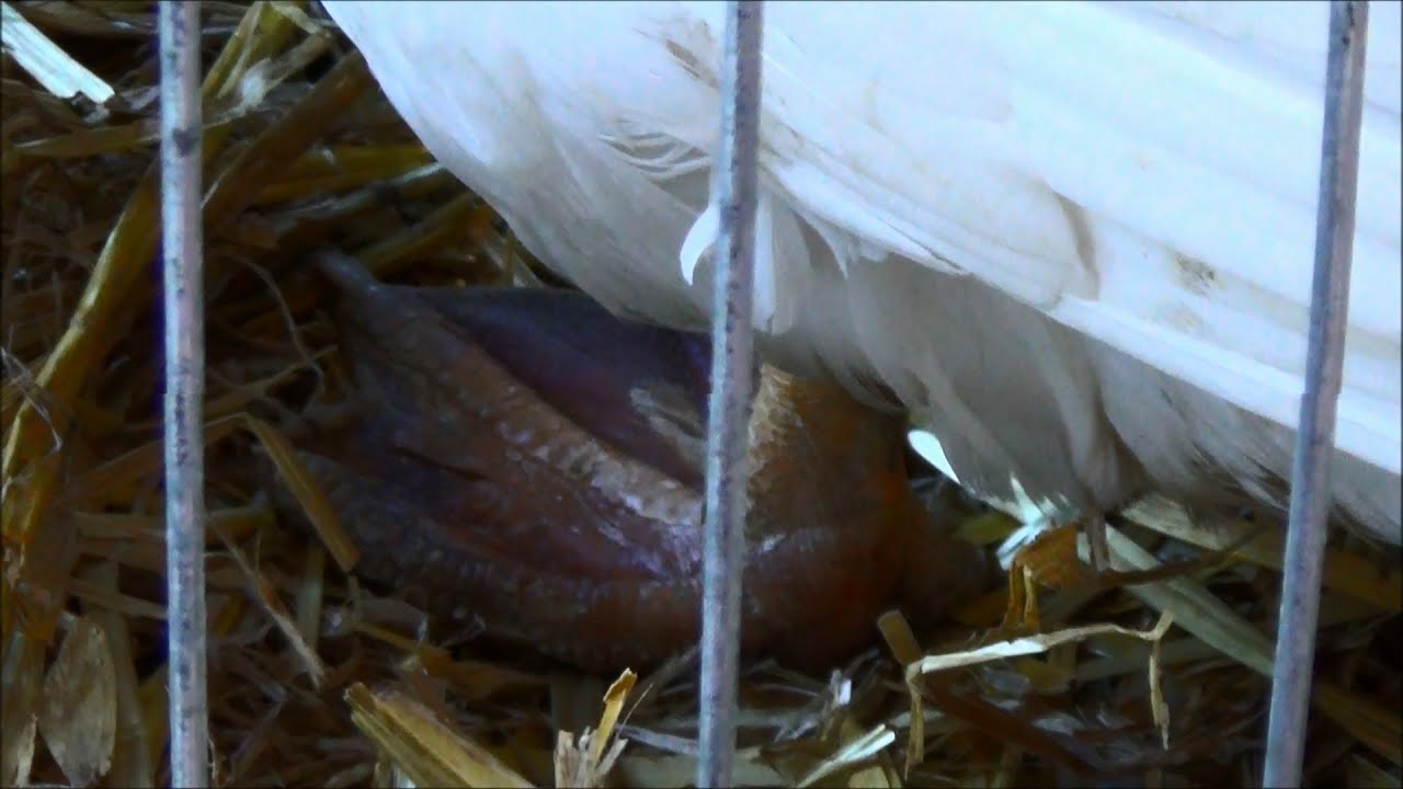 Very Serious Duck Emergency Hospital & Treatment Time #48 Breeding ...