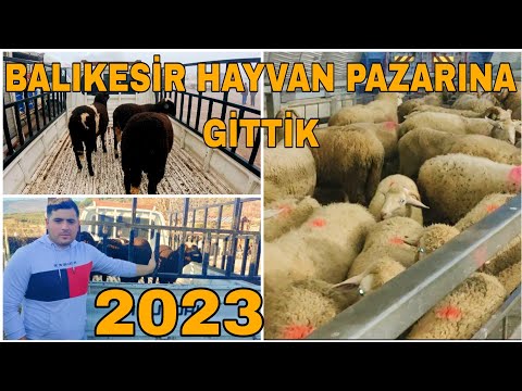 2023 BALIKESİR HAYVAN PAZARI~PAZARDAN KARA KUZULAR ALDIK.