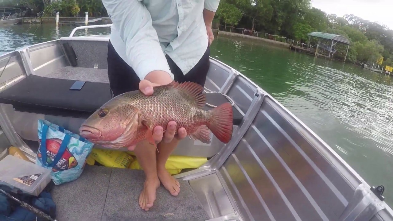 My Fishing Journey In The Noosa River 2019 - Jacks, Goldens, Big ...