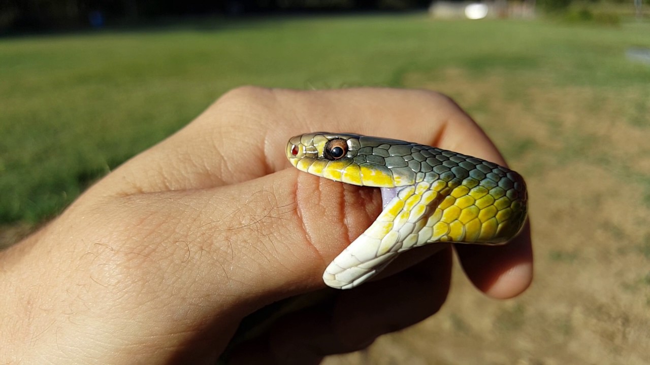 Eastern Yellow-Bellied Racer chewing on my thumb. - YouTube