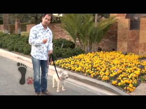 Get your dog to sit on a SNAP by Brad Pattison