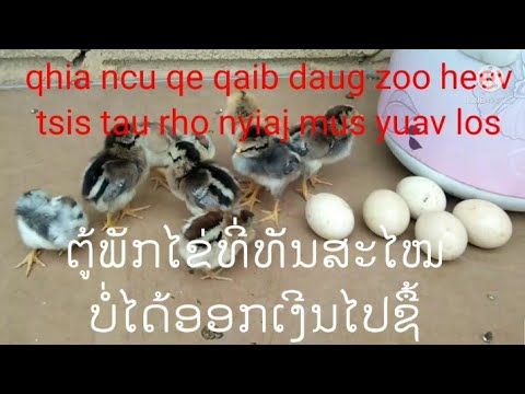 qhia ncu qe qaib daug zoo heev nawb ...