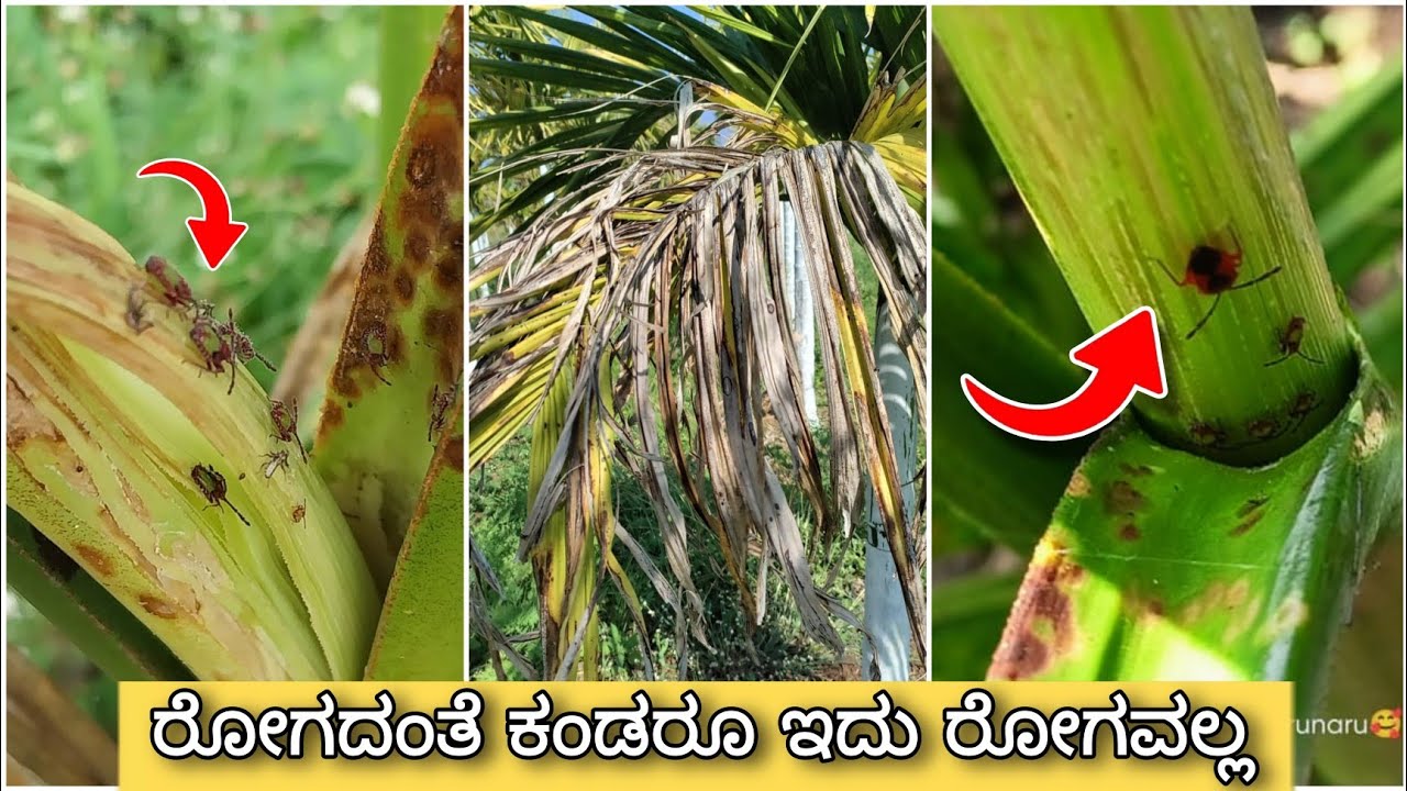 ಅಡಿಕೆ ಸುಳಿ ತಿಗಣೆ ಹಾನಿ ಲಕ್ಷಣಗಳು & ಹತೋಟಿ ಕ್ರಮಗಳು | Areca spindle bug ...
