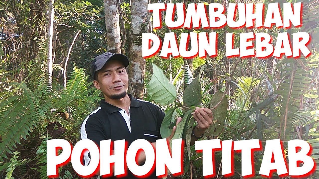 MENGENAL JENIS POHON TITAB Neonauclea sp, dari hutan alam kalimantan ...
