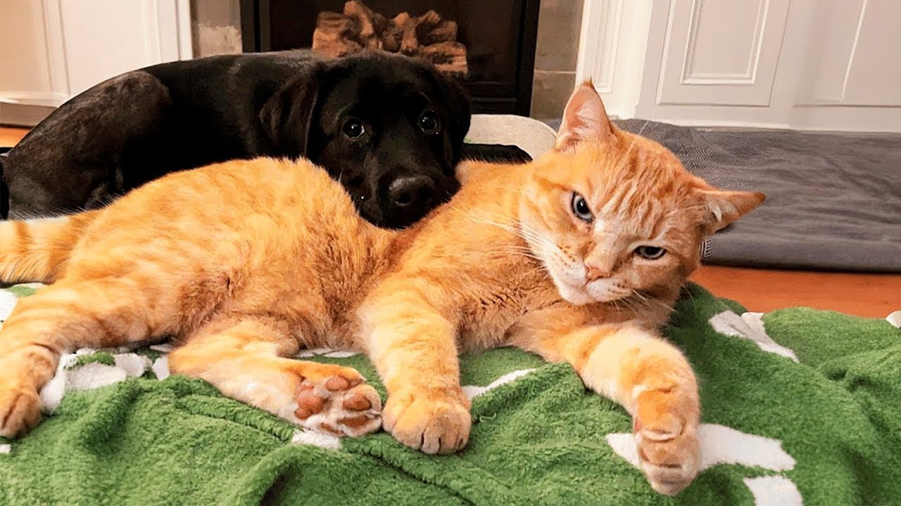Puppy Won’t Leave Cat Alone – What Happens Next 🐱 ️💔😂 - YouTube