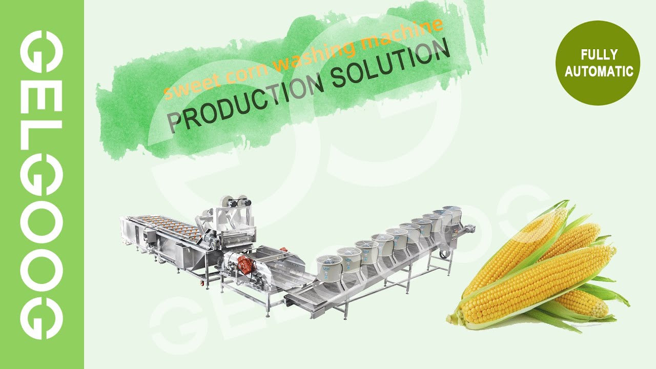 Sweet Corn Cleaning And Drying Processing Line - YouTube