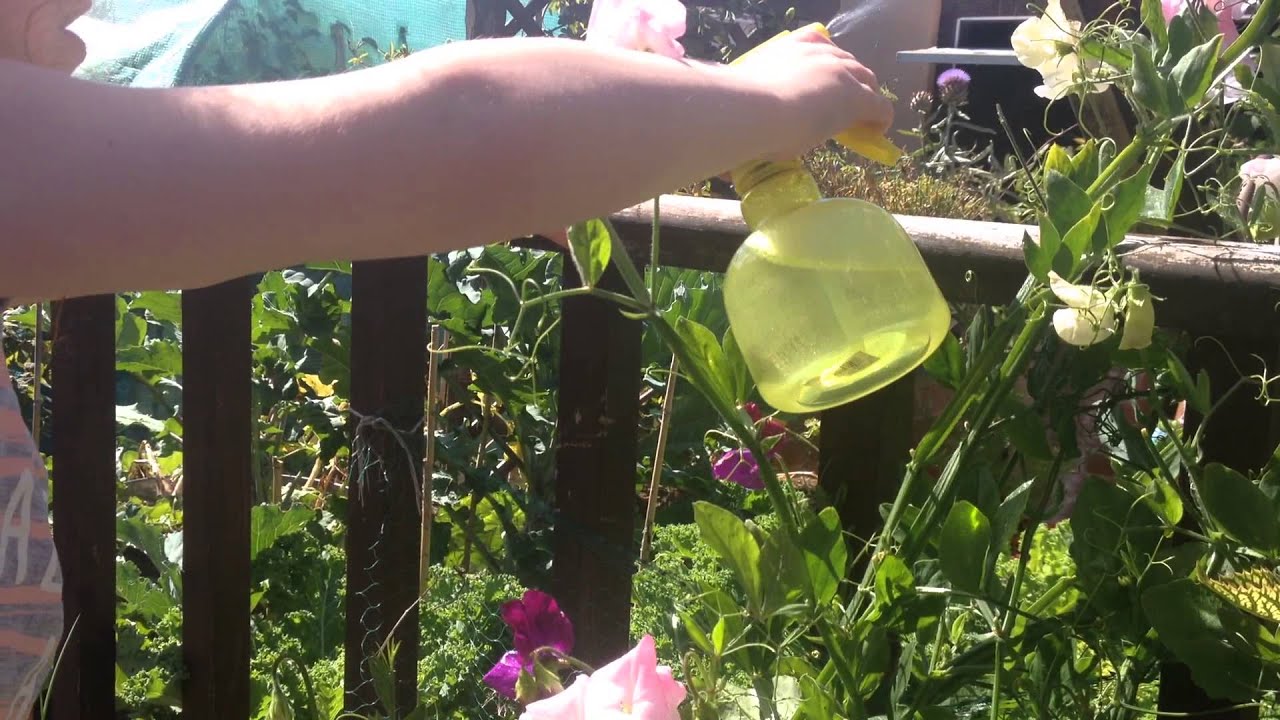 Spraying greenflies on sweet peas - YouTube