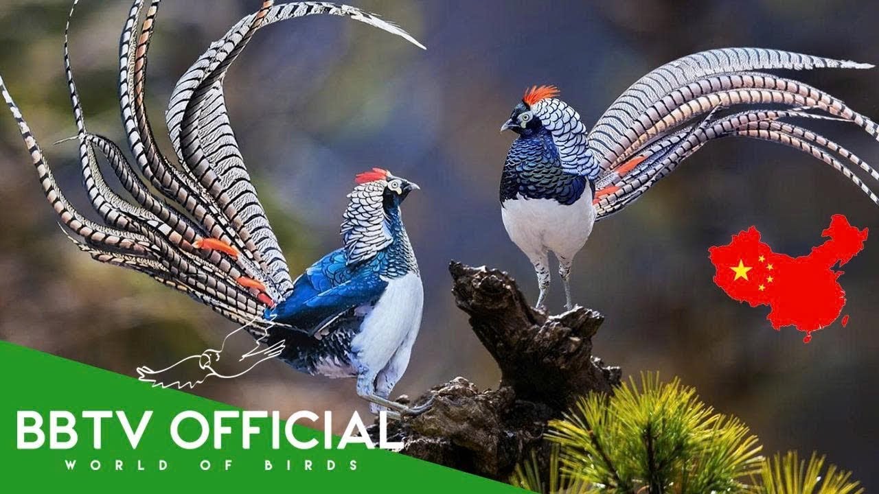Birds of China | Most Beautiful Birds Found in China You've Never Seen ...