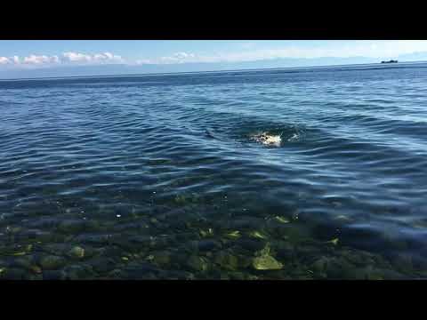 baikal swim video