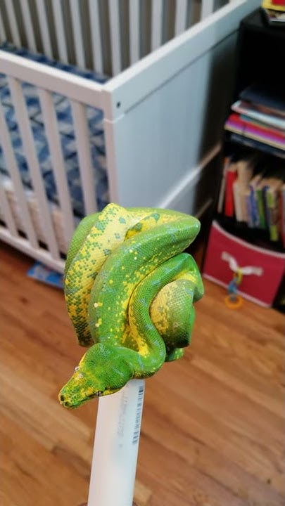 Designer Green Tree Python - YouTube