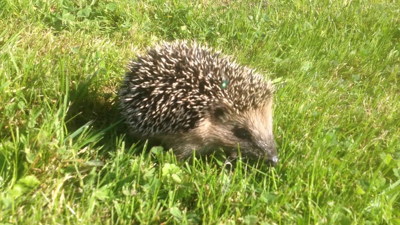 Bébé hérisson dans la nature - baby hedgehog - YouTube