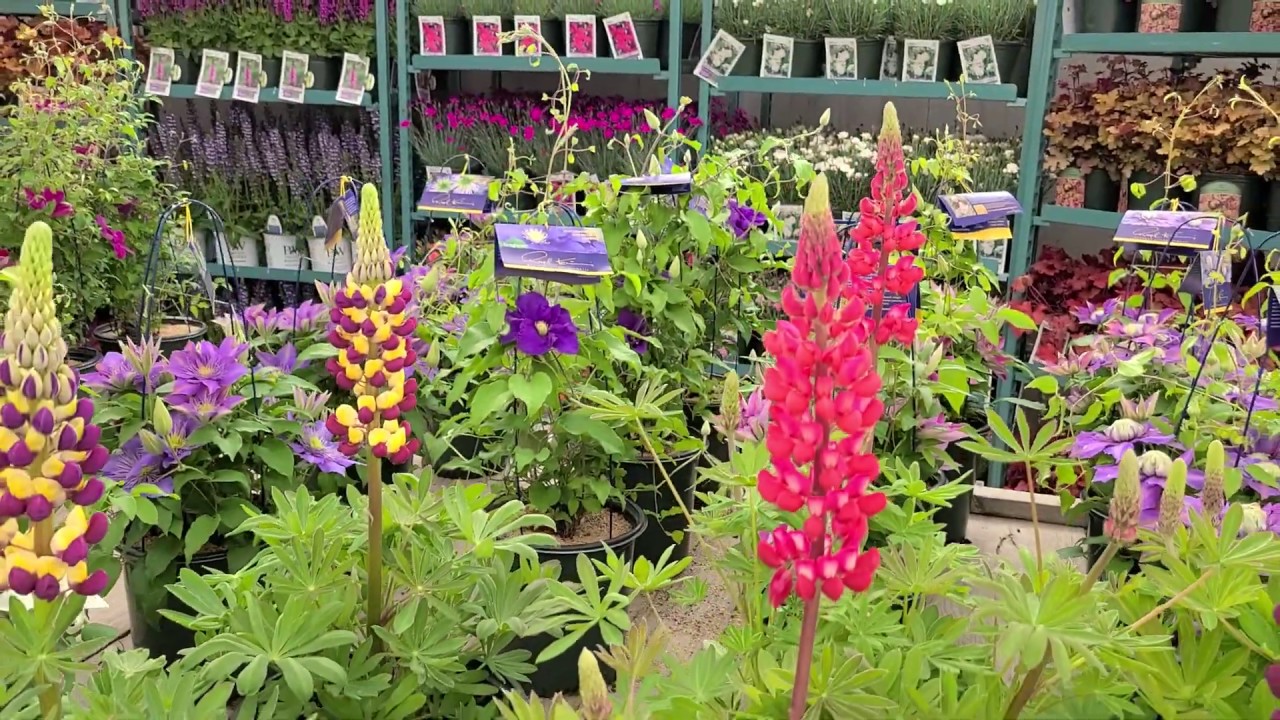 Westcountry™ 'Red Rum' Lupine // Gorgeous, LUXURIANT spikes of RICH ...
