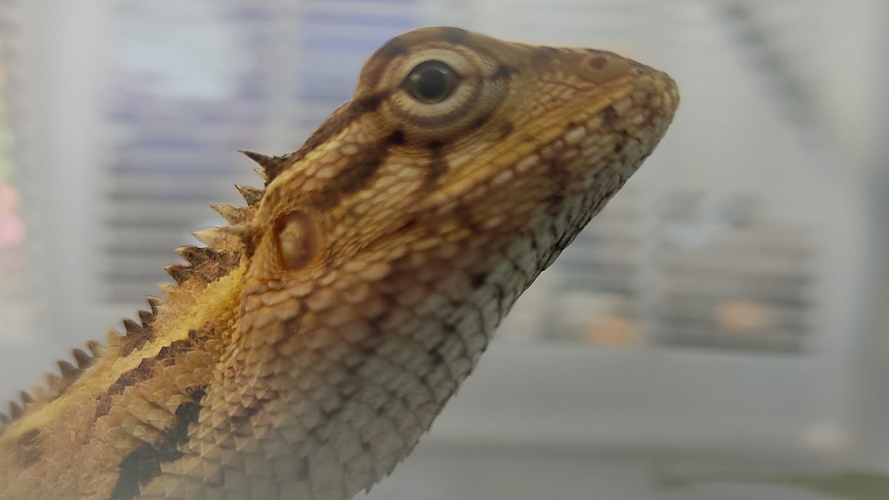 4K Oriental Garden Lizard Running away From Basket to Hide Garden ...