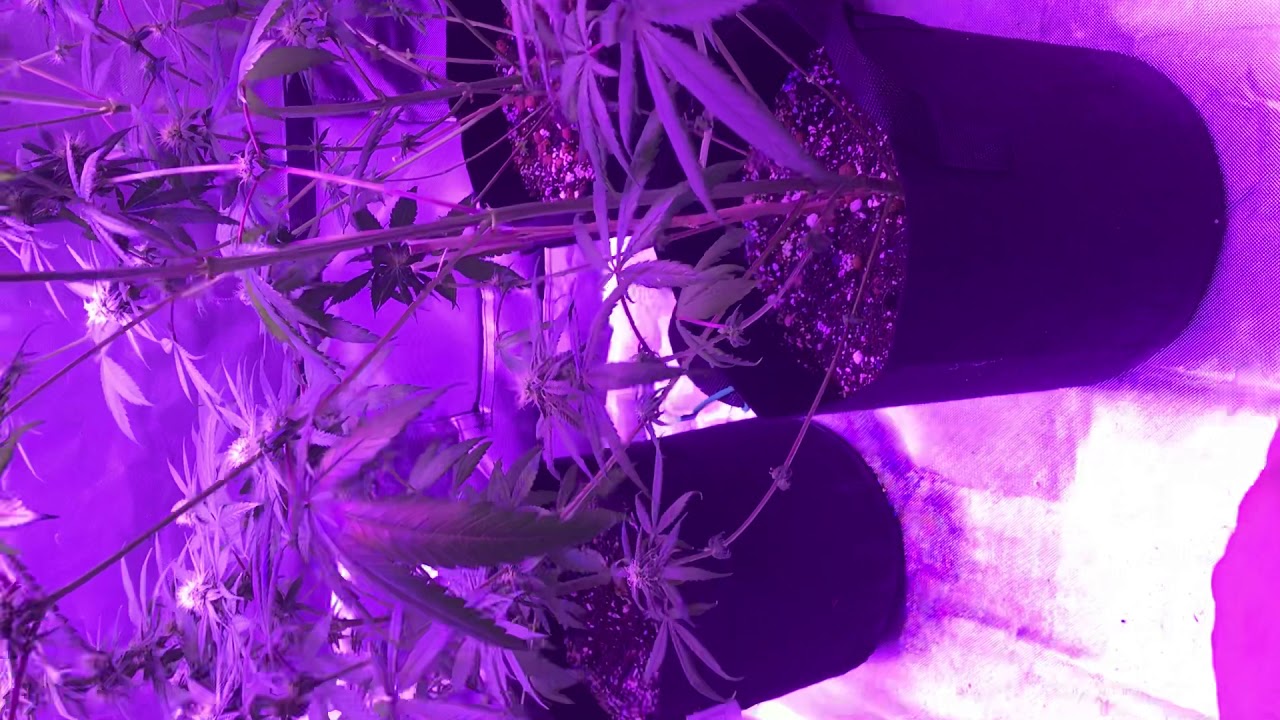 Week 3 flower second grow progress - YouTube