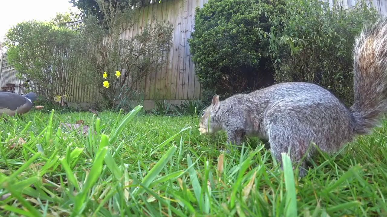Observing nature during lockdown - YouTube