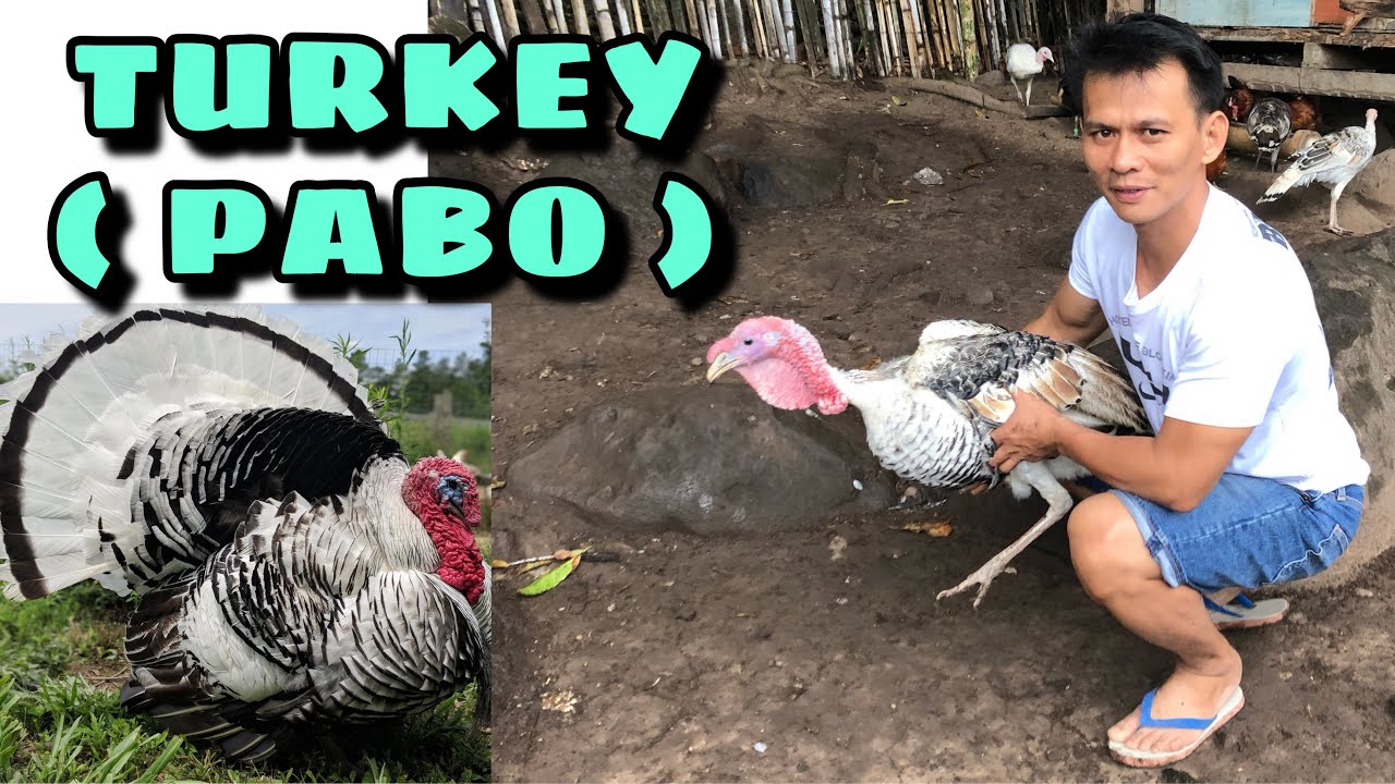 PABO | TURKEY PETS | FREE RANGE CHICKEN | BUHAY PROBINSYA - YouTube
