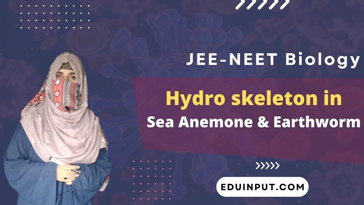 Hydro skeleton In Sea Anemone And Earthworm | Hydrostatics | Class 12 ...