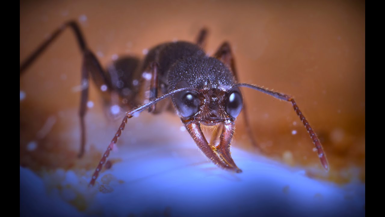 Harpegnathos venator, The Wild Hunt - YouTube