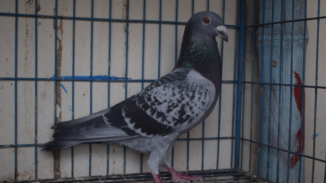 Racer pigeon for sale - YouTube
