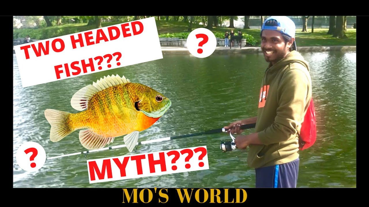 Two Headed Fish & Magical Carps *FISH MYTH PROVED!!!* - YouTube