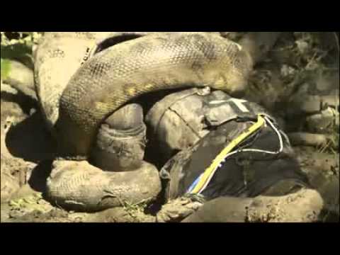 anaconda eats man alive caught on camera - YouTube