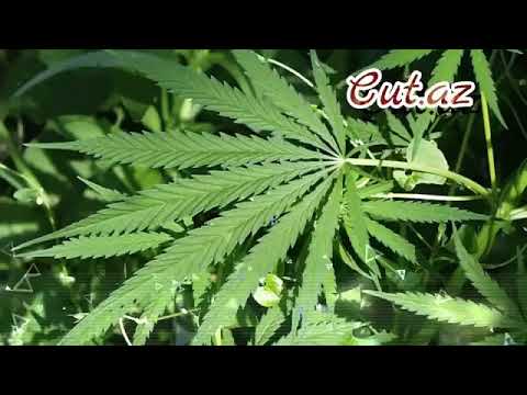 Kayfa aparan mahni #azeribass