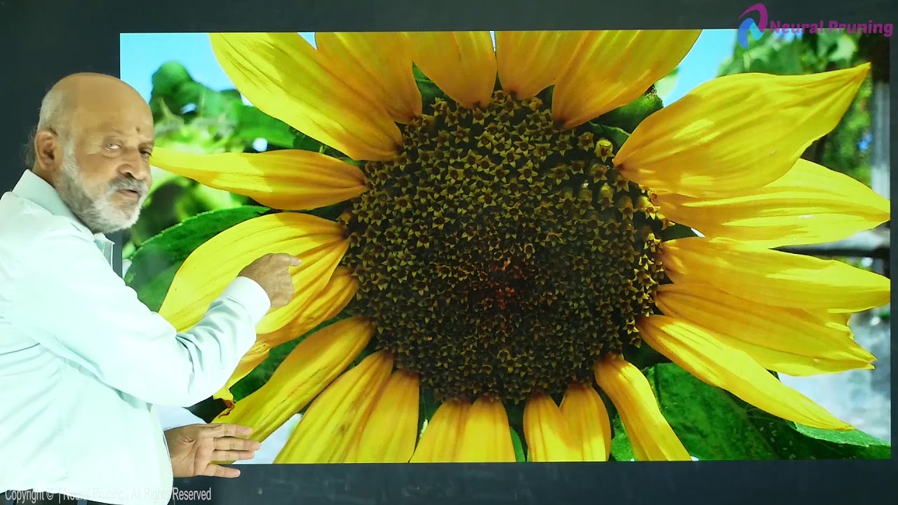 Morphology : Inflorescence - YouTube