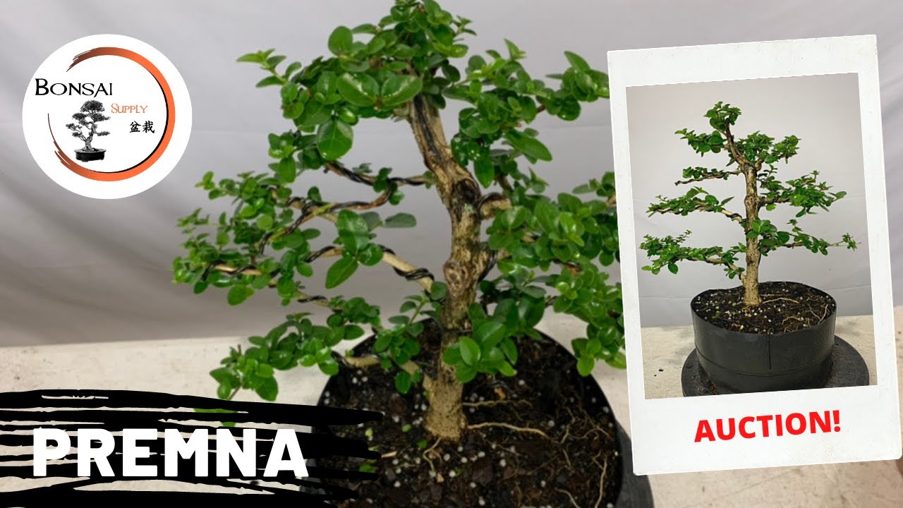 Premna Microphylla Bonsai styling | Auction 18 at The Bonsai Supply ...