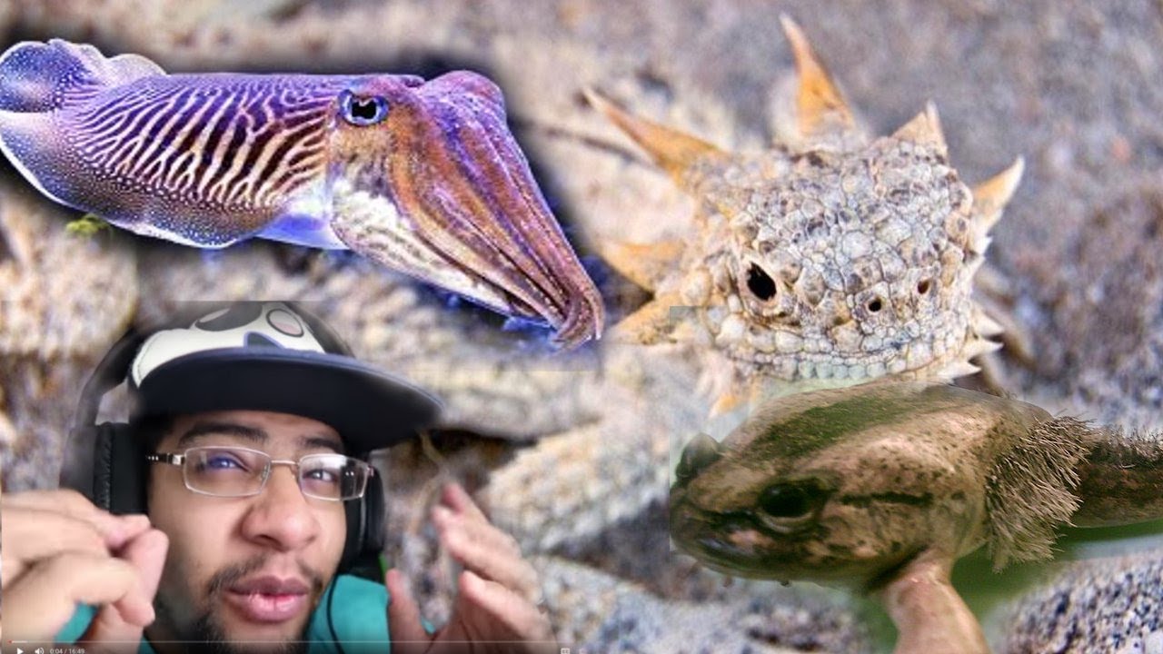 Incredible Animal Self-Defense Reaction - YouTube