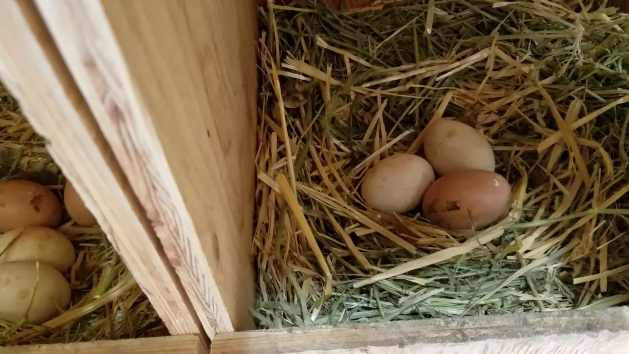 Daily chicken chores - YouTube