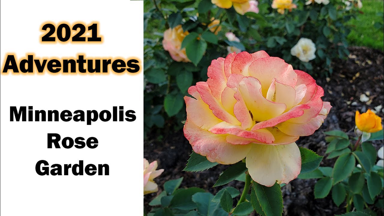 Minneapolis Rose Garden in Full Bloom | 2021 Adventures - YouTube