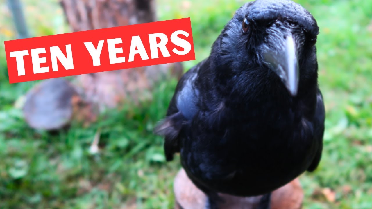 Pet Crow 10 years - YouTube