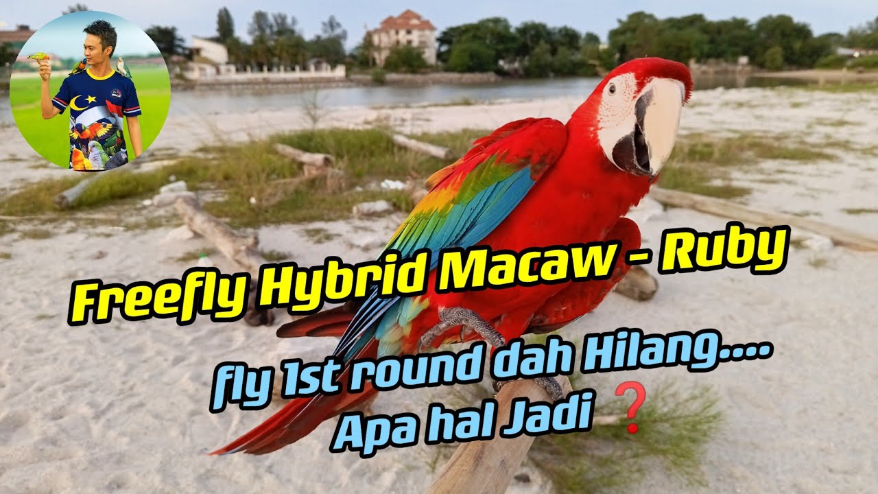 Freefly Ruby -Hybrid Macaw 1st Generation - Pantai Melaka | Malaysia Parrot freefly - YouTube