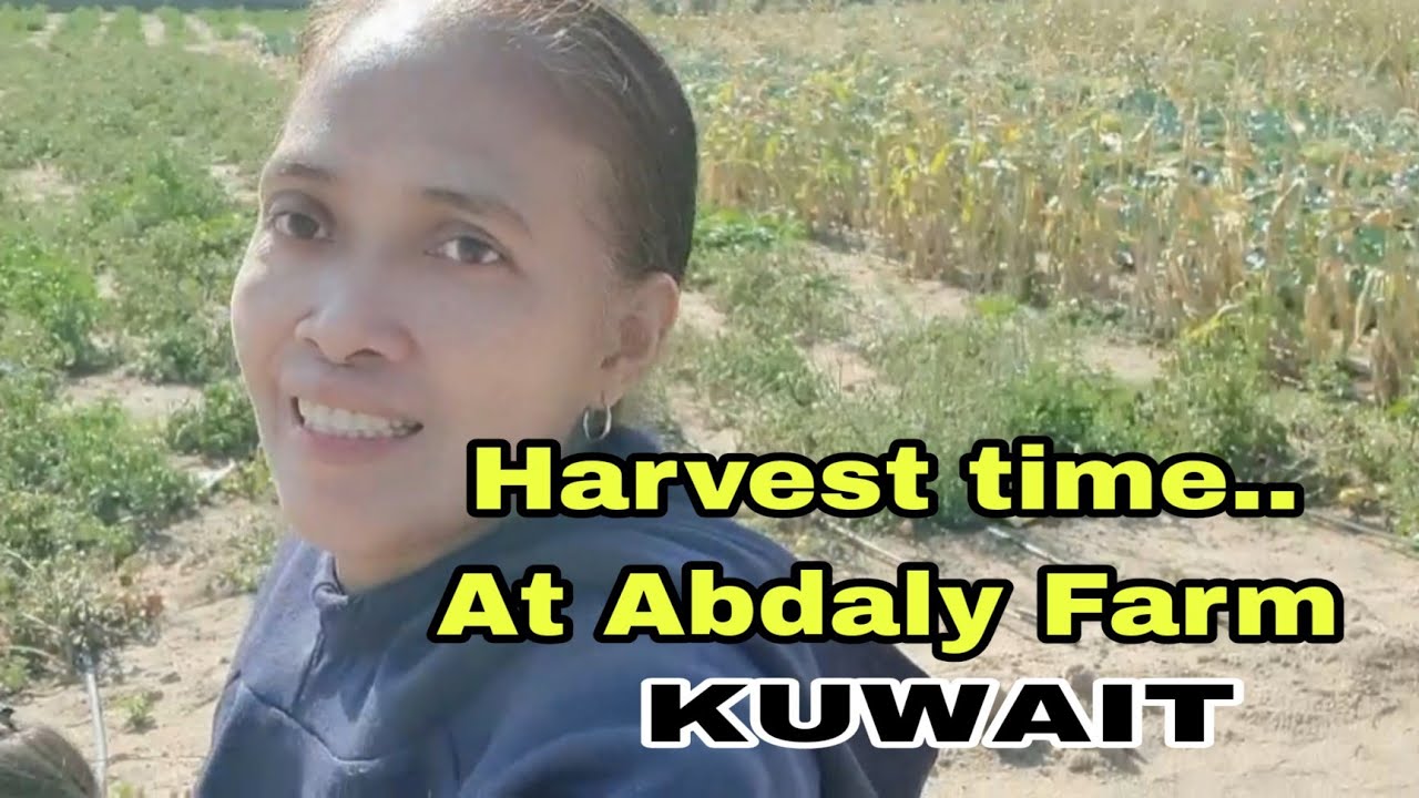 Harvest Time At Abdaly Farm Kuwait|dollycious vlogs - YouTube