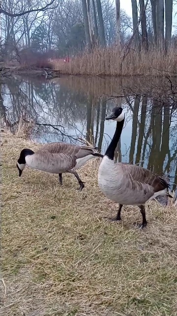 Hey Goose, You Got Some Grass Hanging Out Your Mouth. #CanadaGoose # ...