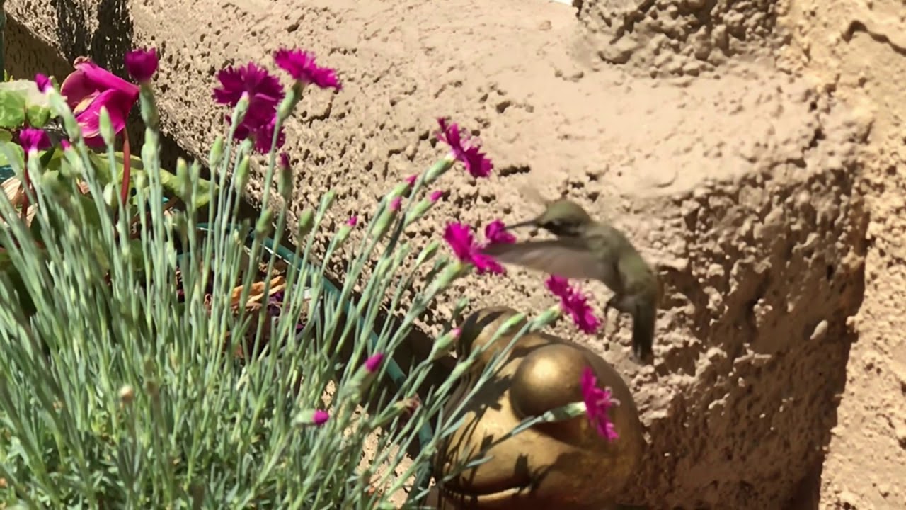 Hummingbird love - YouTube