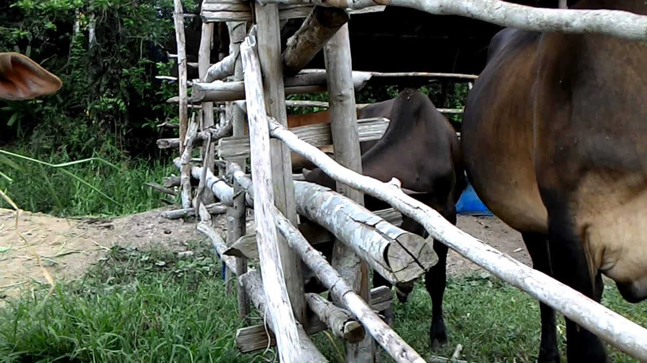 LEMBU KK CROSS - YouTube