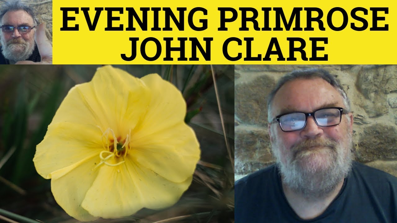 🔵 Evening Primrose by John Clare - Summary Analysis - Evening Primrose by John Clare - YouTube
