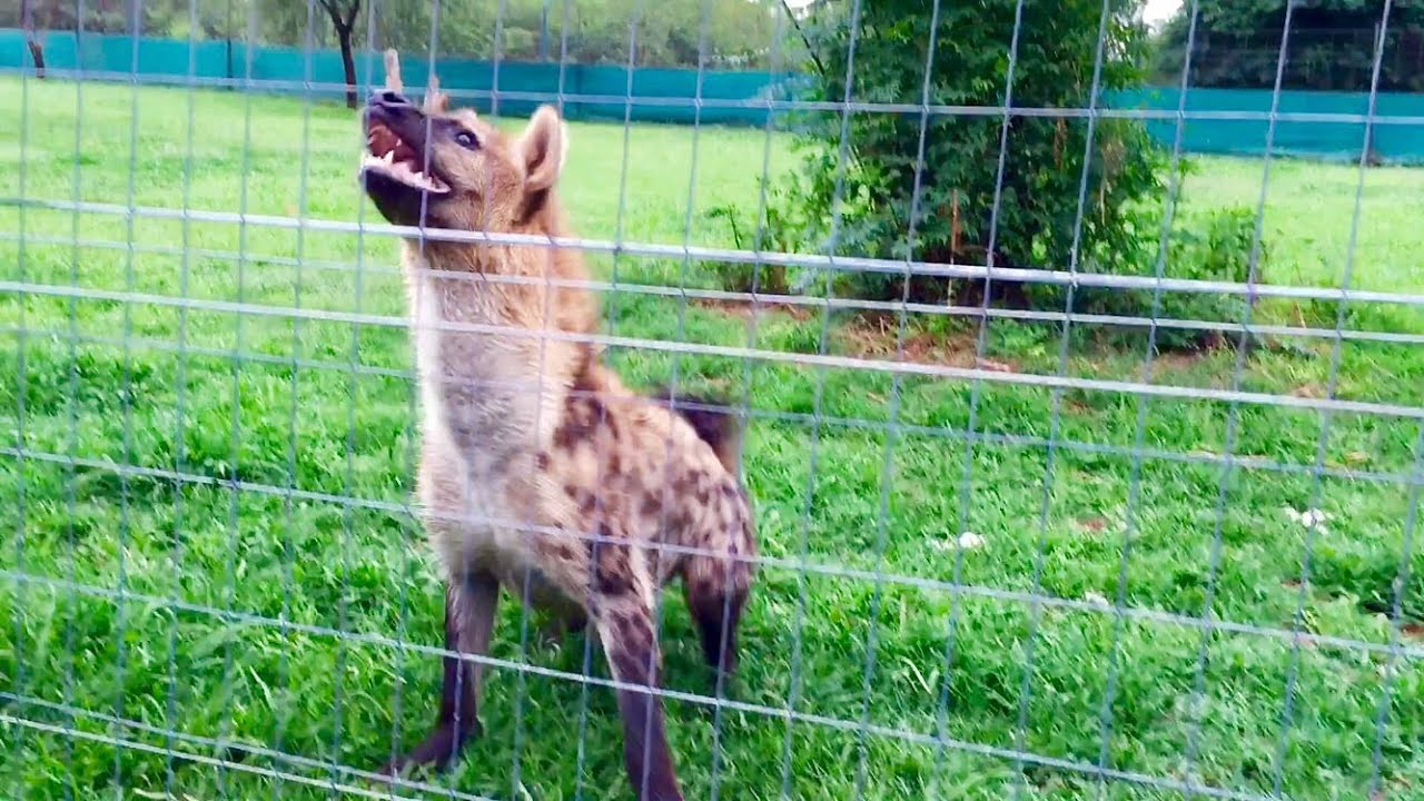 Roxy the hyena "laugh" loudly in front of her meal - YouTube