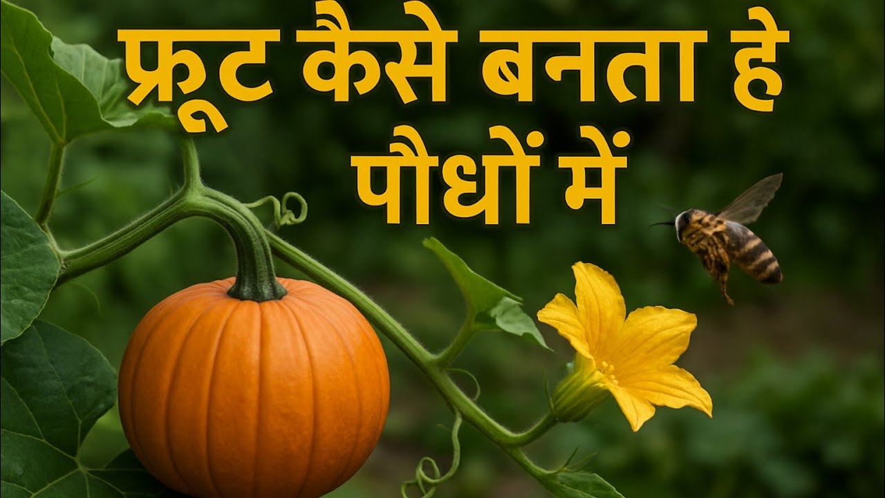 How Pollination starts via Bees 🐝 / परागण कैसे होता है #pondha - YouTube