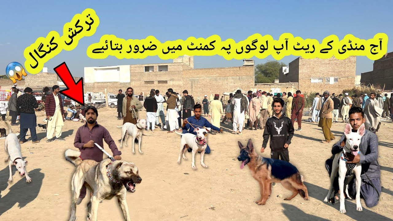 Quality Dogs Mandi in Pakistan kohat || Special Lahore dog mandi ...