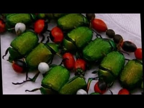 Insectia (Part 3) Myths and Legends (Insect Documentary) - YouTube