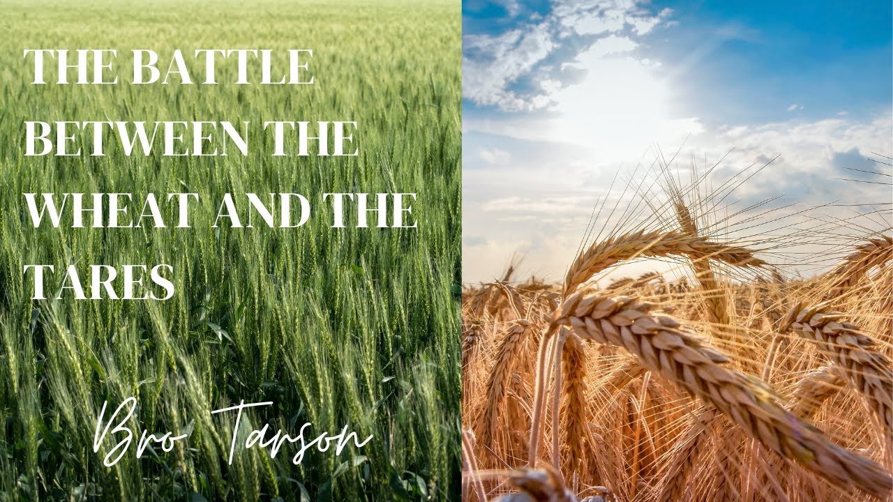 November 12 || The Battle Between the Wheat and the Tares || Bro Tarson ...