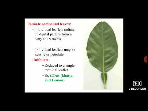 Palmately compound leaves (class 11th) - YouTube
