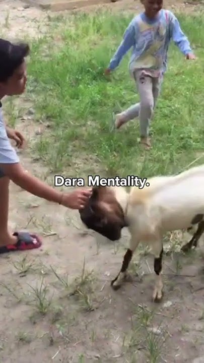 Dara Core!🏳️ #fyp #shorts #shortlucu #komedi #bocillucu #kontenlucu #pemula - YouTube