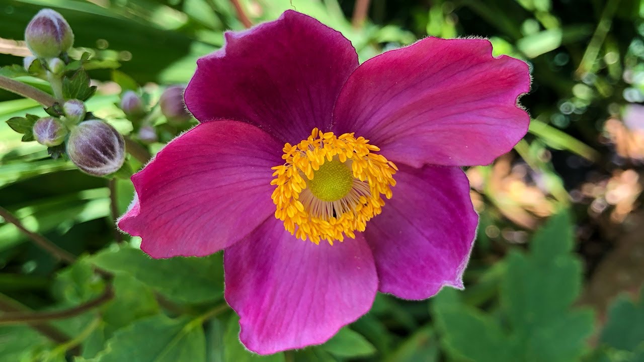 Japanese Anemone